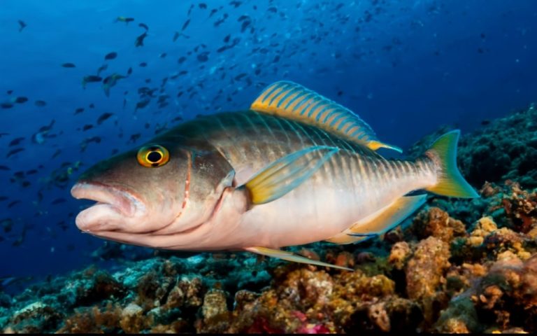 Hapuka: New Zealand Sea Bass - Get Tackle