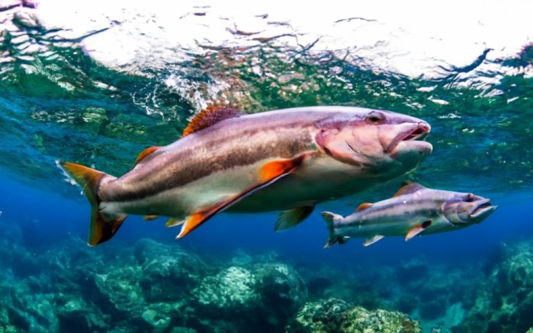 Fish Species in New Zealand | Learn More with Get Tackle