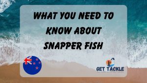 Snapper Fish: What You Need to Know - Get Tackle